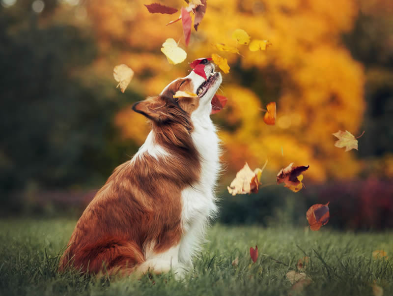 Vets Colwyn Bay & Llanfairfechan | Prospect House Vets